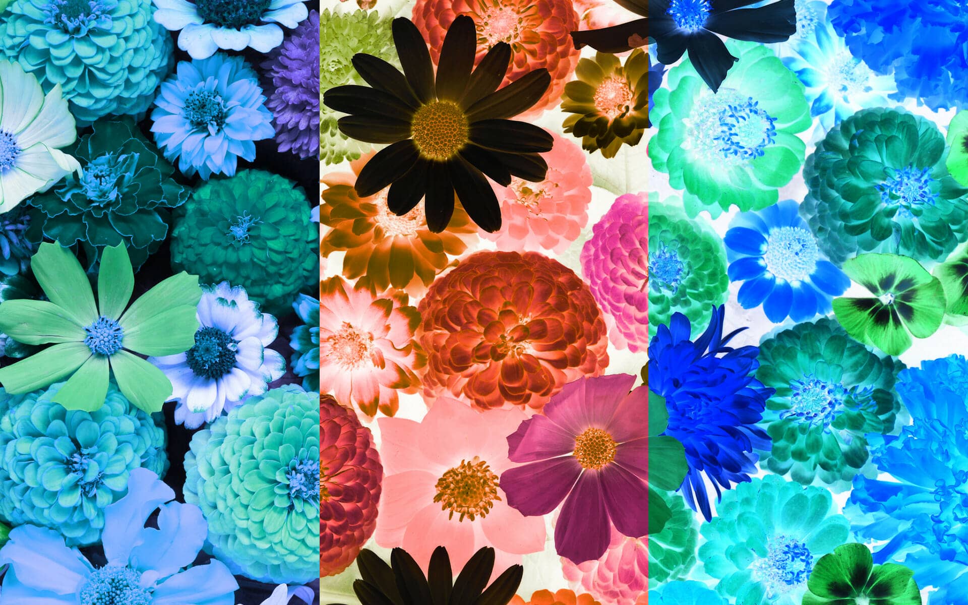 Download These Lightroom Profiles to Easily Invert Your Photos ...